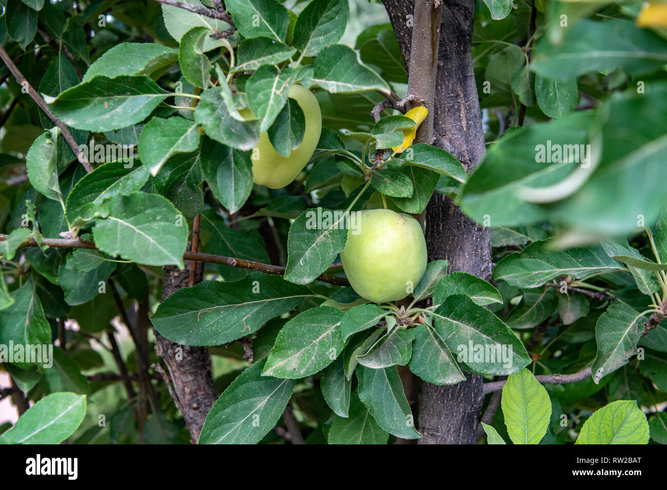 Apple Trees, Dades, Morocco Stock Photo - Alamy