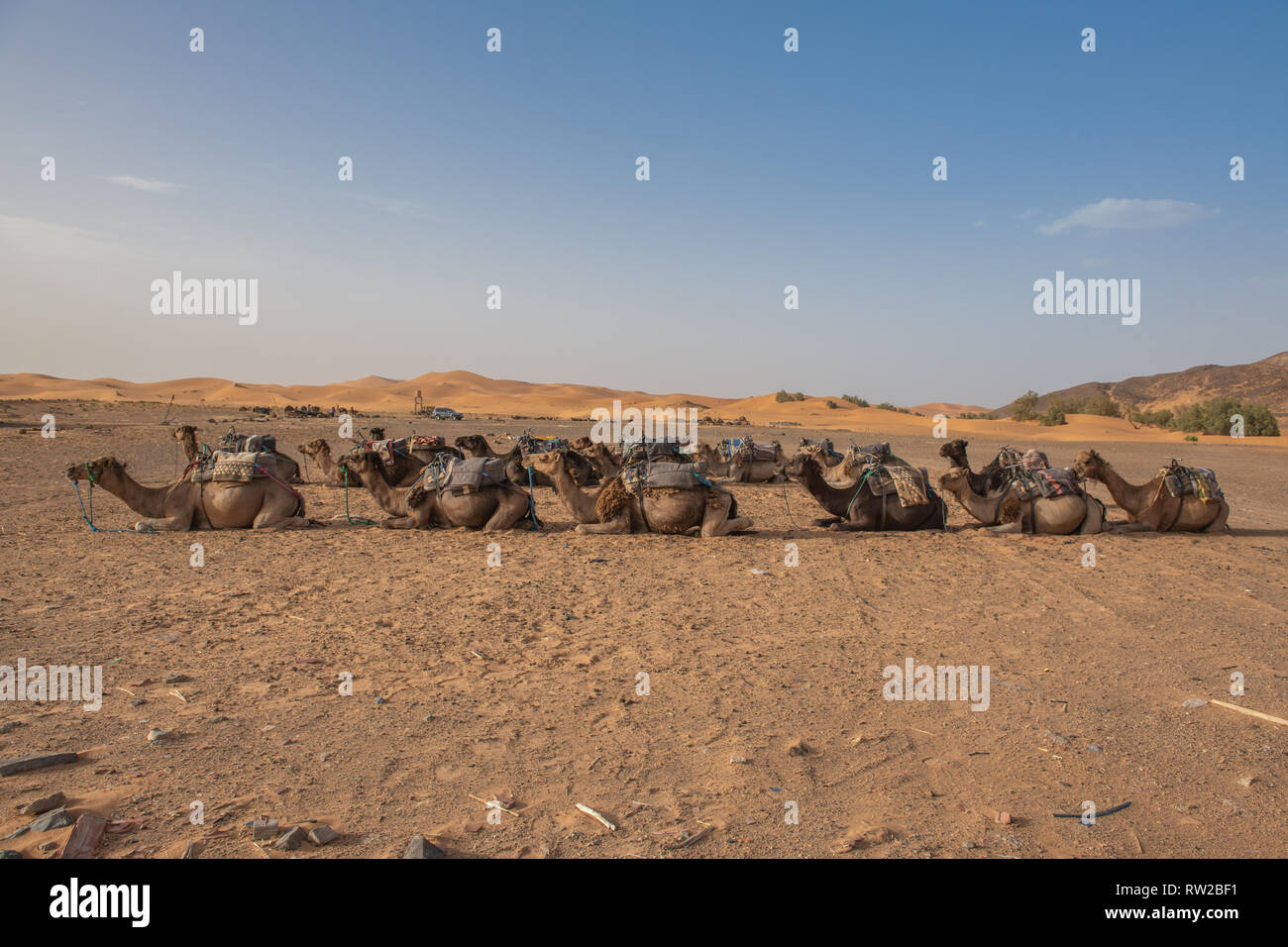 Lines of camels rest in the desert, Merzouga, Morocco Sahara Desert ...