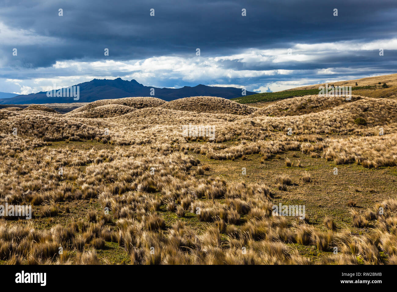 Andean pajonales on volcanic hills in the Cotopaxi National Park Stock ...