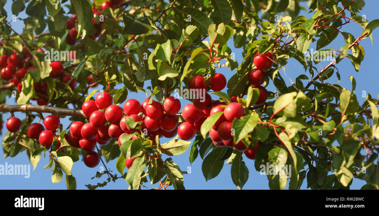 Red Mirabelle Plums / Prunes (Prunus domestica syriaca) growing on tree ...