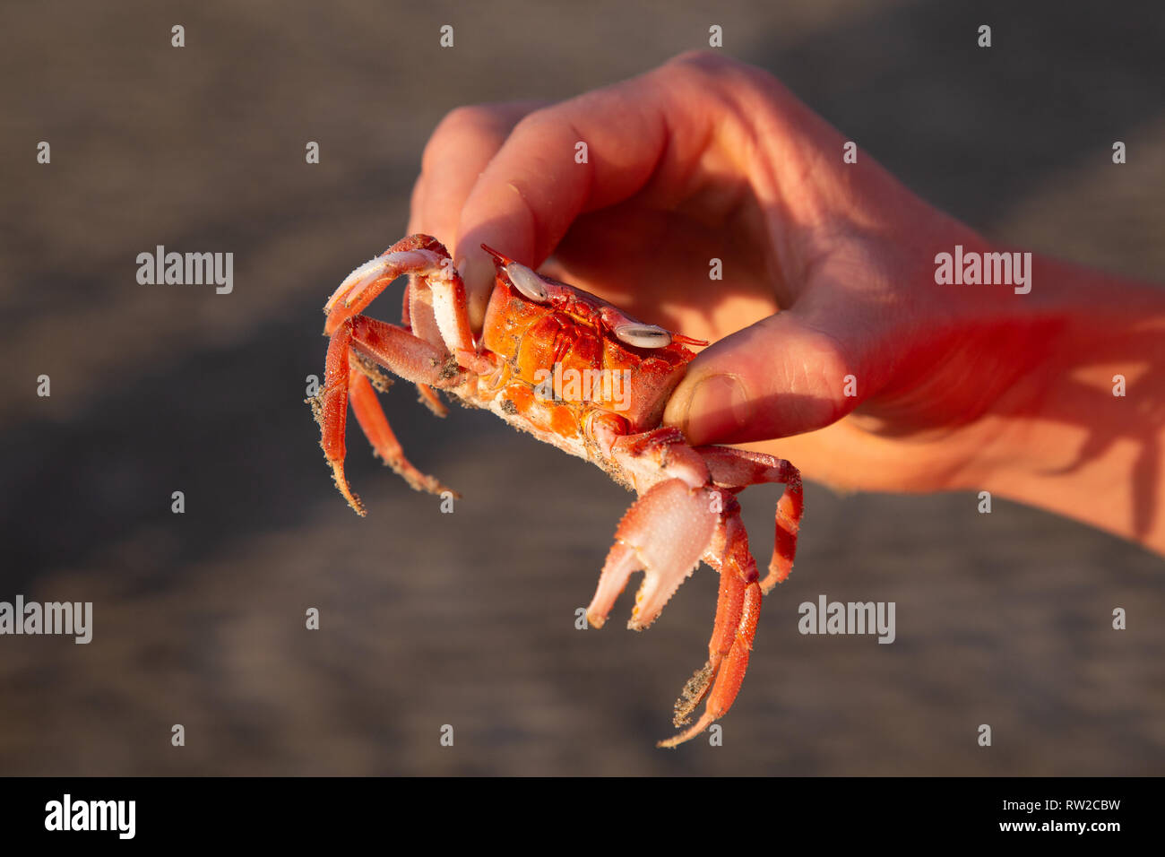 Small red crab held by one hand Stock Photo - Alamy