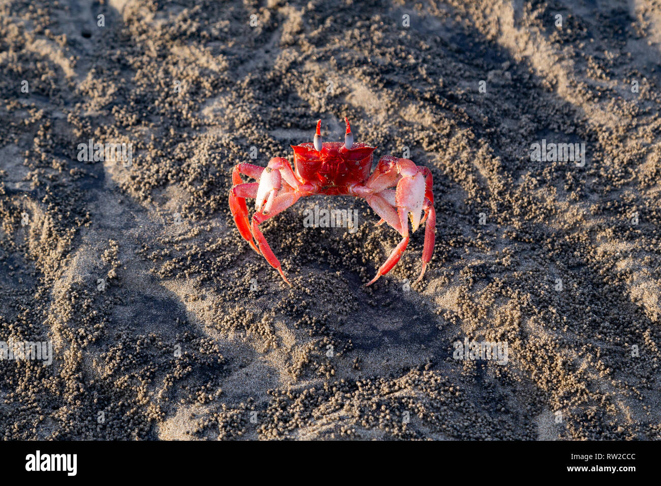 Small red crab on the irregular sands of the beach Stock Photo - Alamy