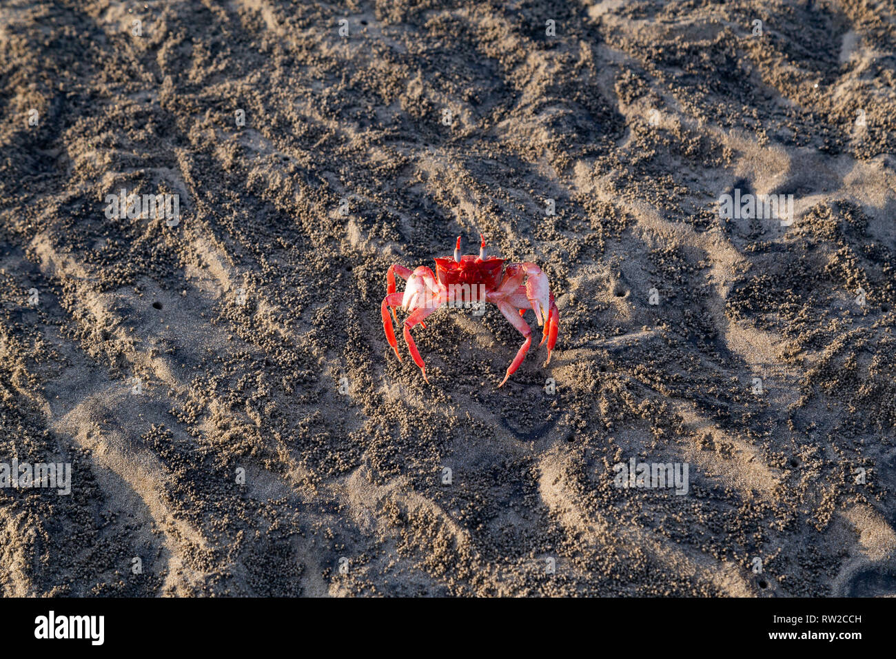 Small red crab on the irregular sands of the beach Stock Photo - Alamy