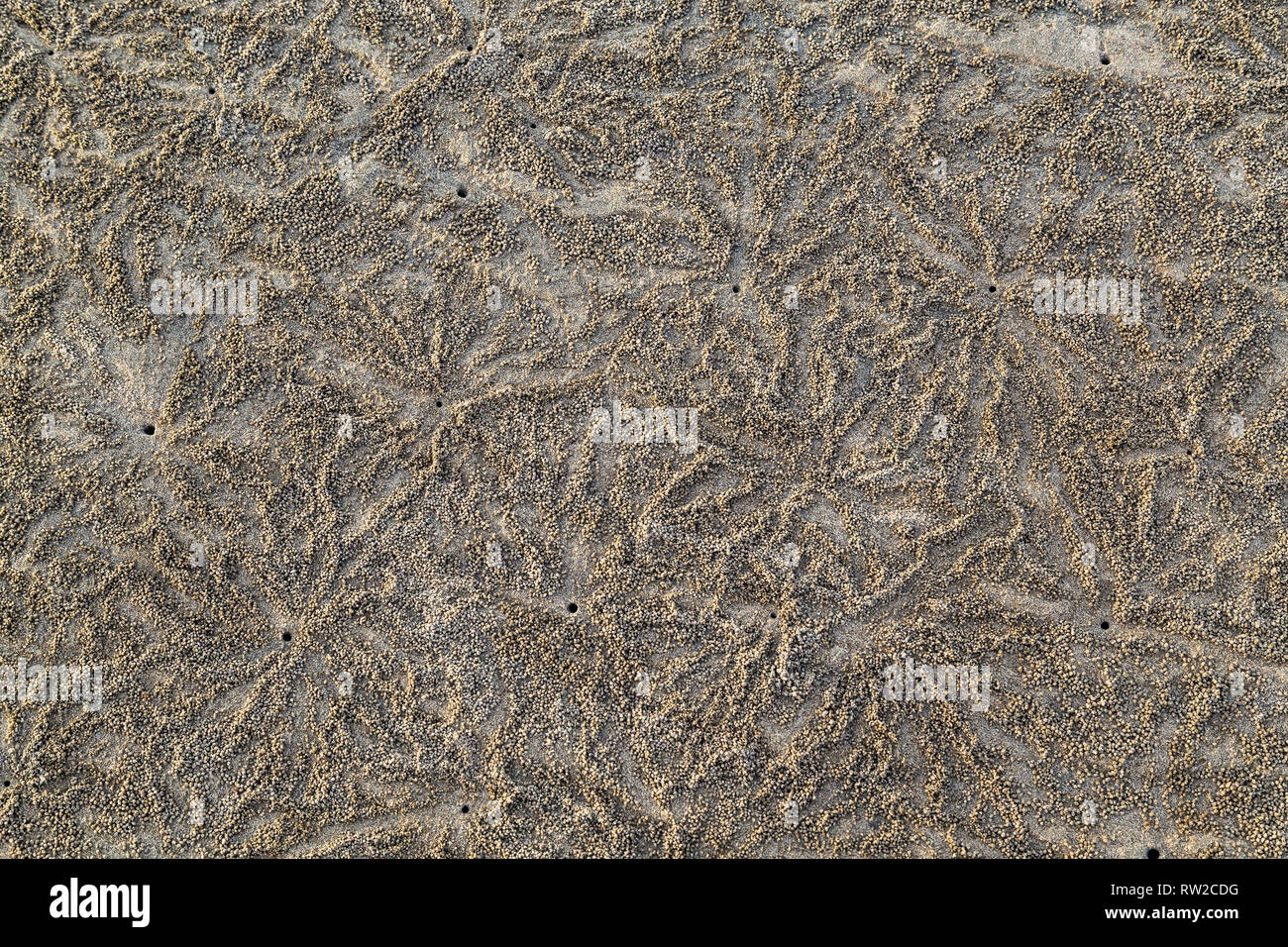 Textures on the sand of the beach made by small crabs Stock Photo - Alamy