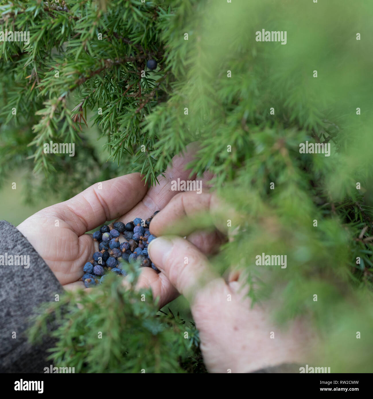 Baum sammeln hi-res stock photography and images - Alamy