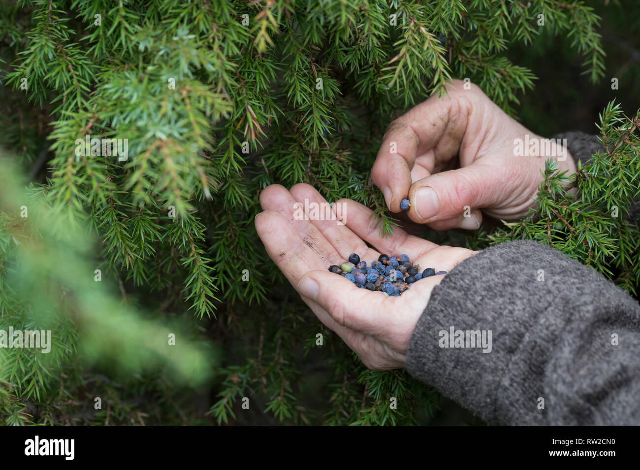 Wacholderbeeren hi-res stock photography and images - Alamy