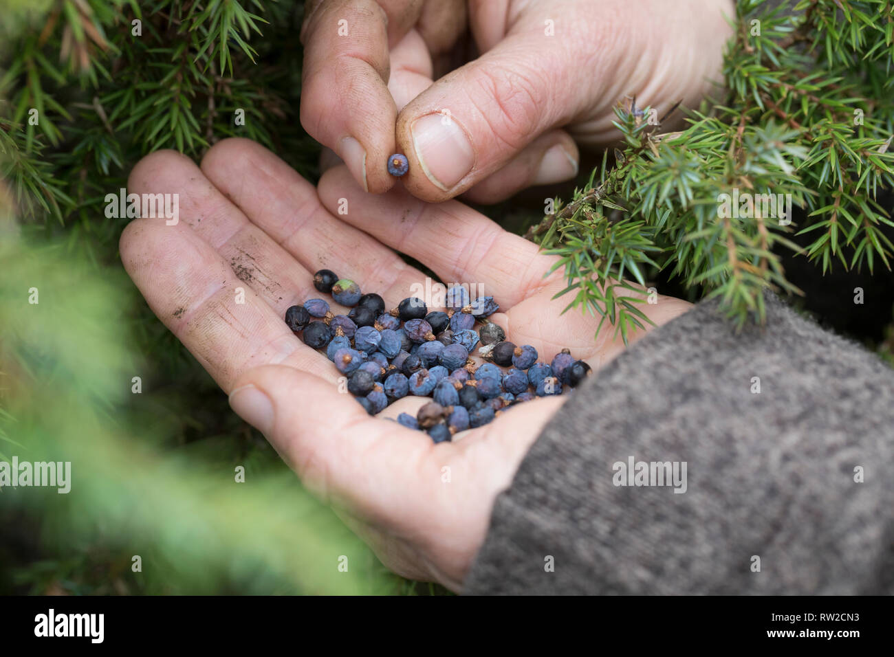 Fruchte der natur hi-res stock photography and images - Alamy