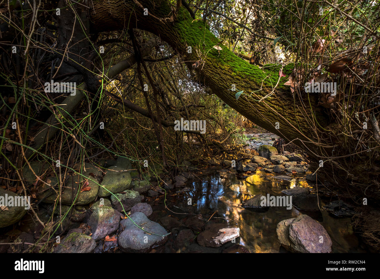 trees and water,Dan river nature reserve, israel Stock Photo - Alamy