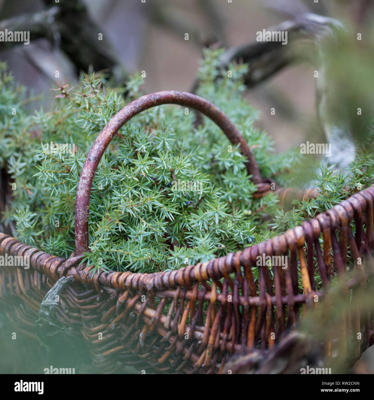 Wacholder-Ernte, Wacholderernte, Zweige vom Wacholder in einem Korb ...