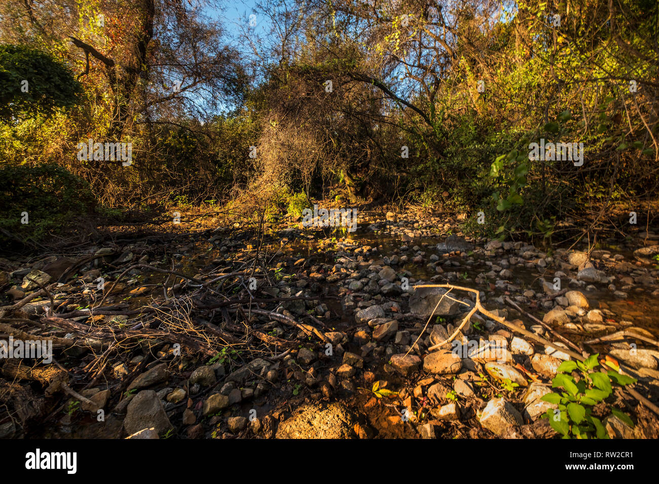 Dan river nature reserve, israel Stock Photo - Alamy