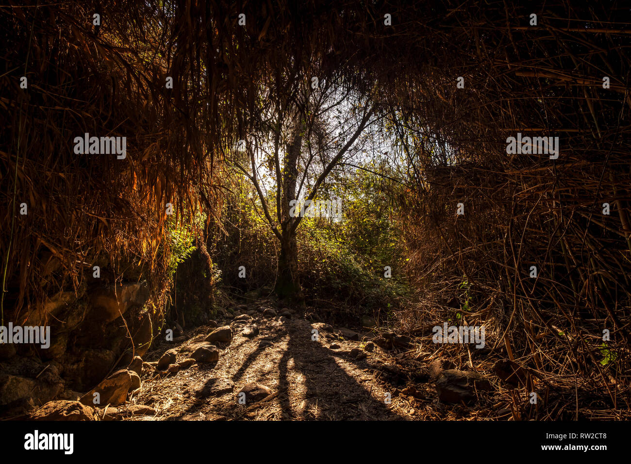 Dan river nature reserve, israel Stock Photo - Alamy
