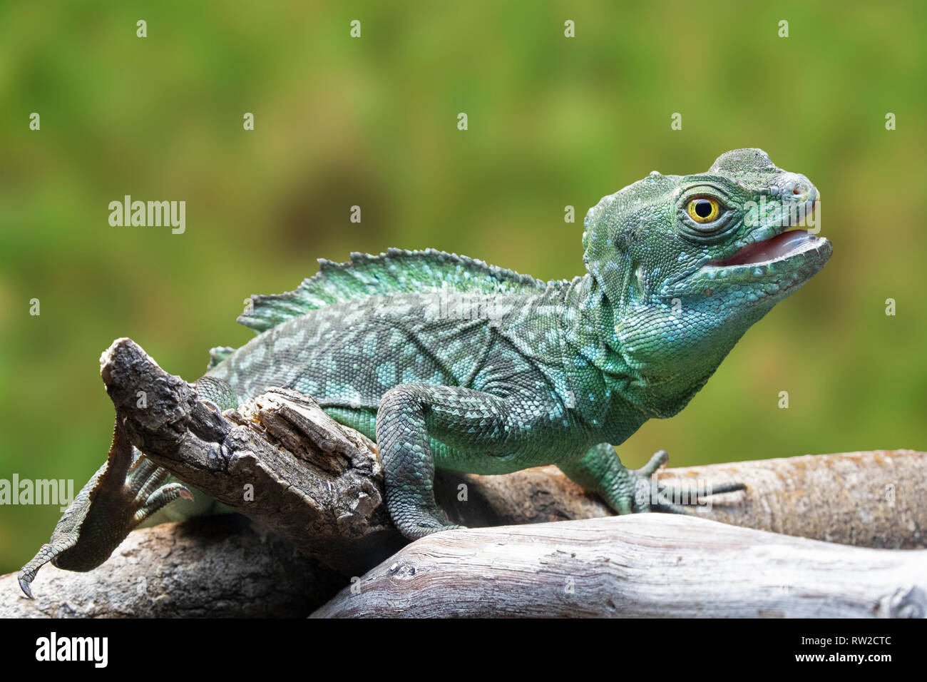 Green Basilisk, Basiliscus plumifrons is native to the rainforests of ...