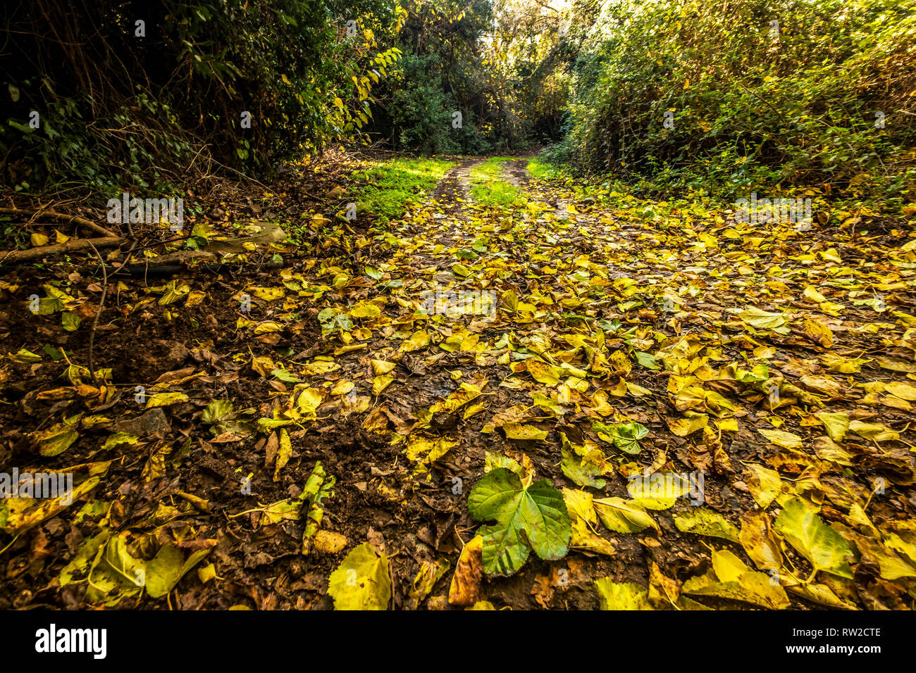 path in the forest, Dan river nature reserve, israel Stock Photo - Alamy