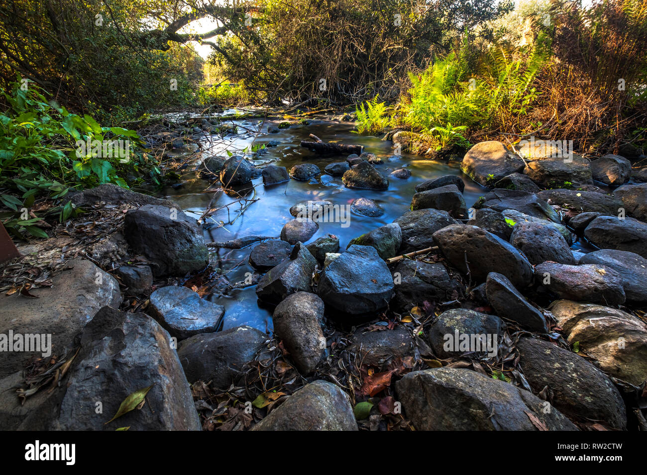 Dan river nature reserve, israel Stock Photo - Alamy