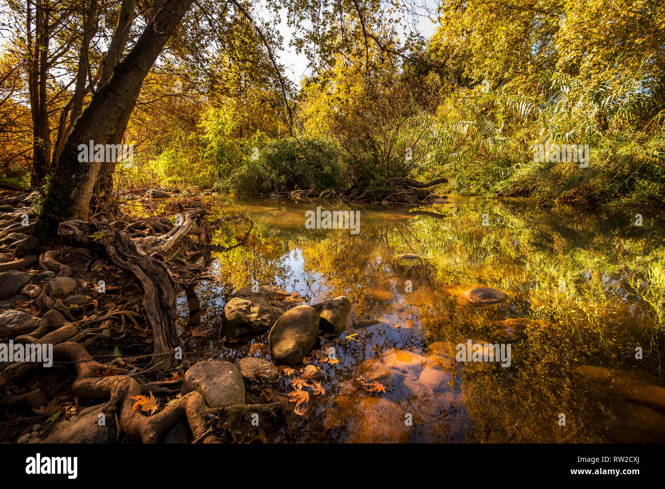 Snir river nature reserve, Israel Stock Photo - Alamy