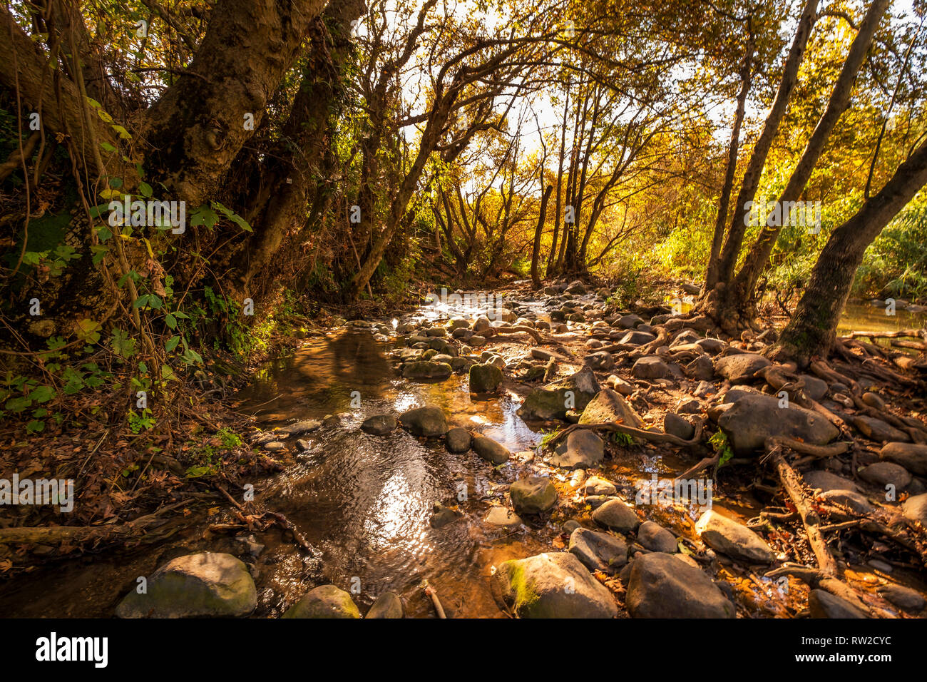 path on the water, Snir river nature reserve, Israel Stock Photo - Alamy