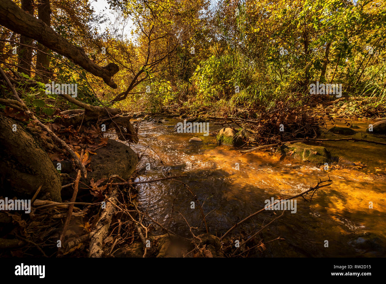 Snir river nature reserve, Israel Stock Photo - Alamy
