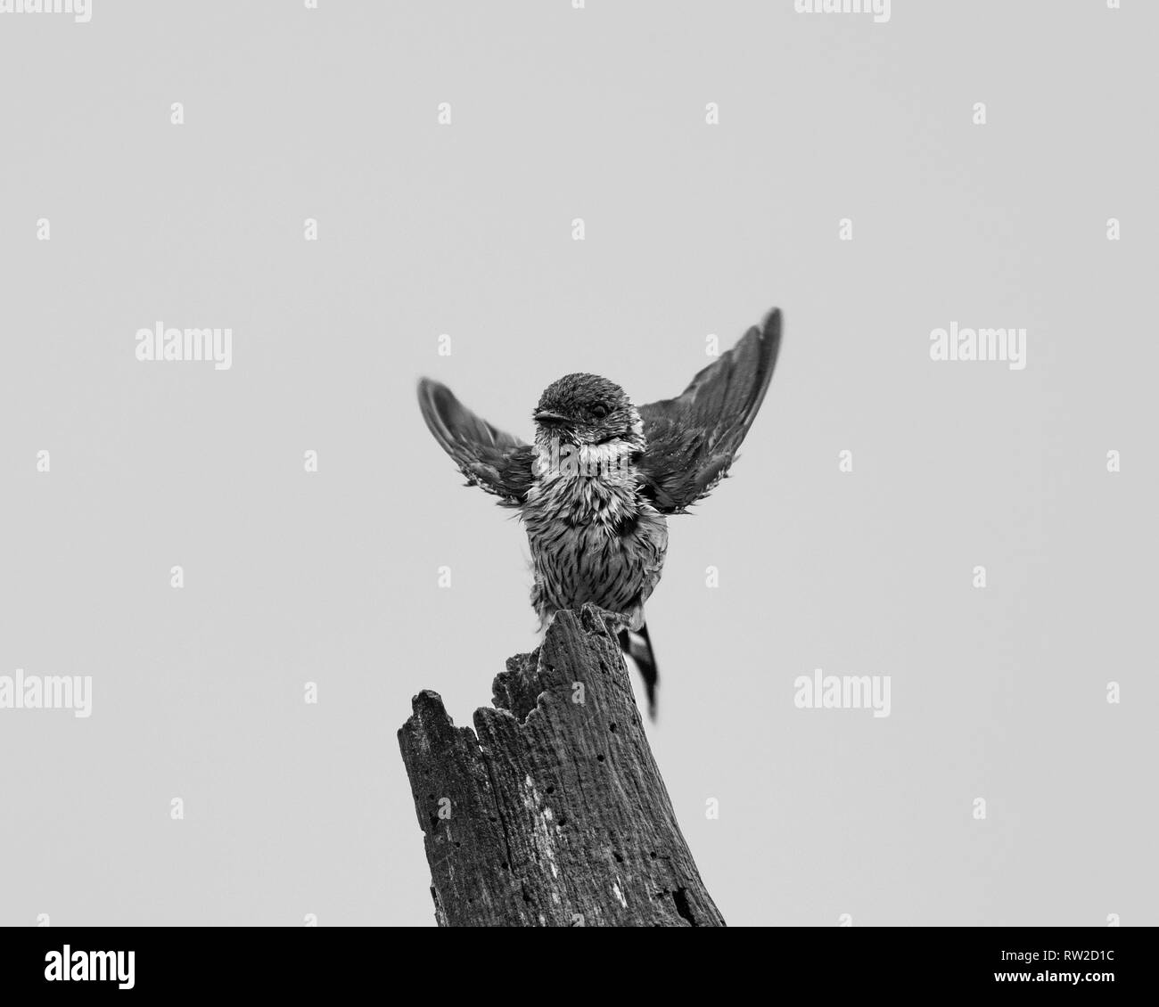 Tree swallow bird Black and White Stock Photos & Images - Alamy