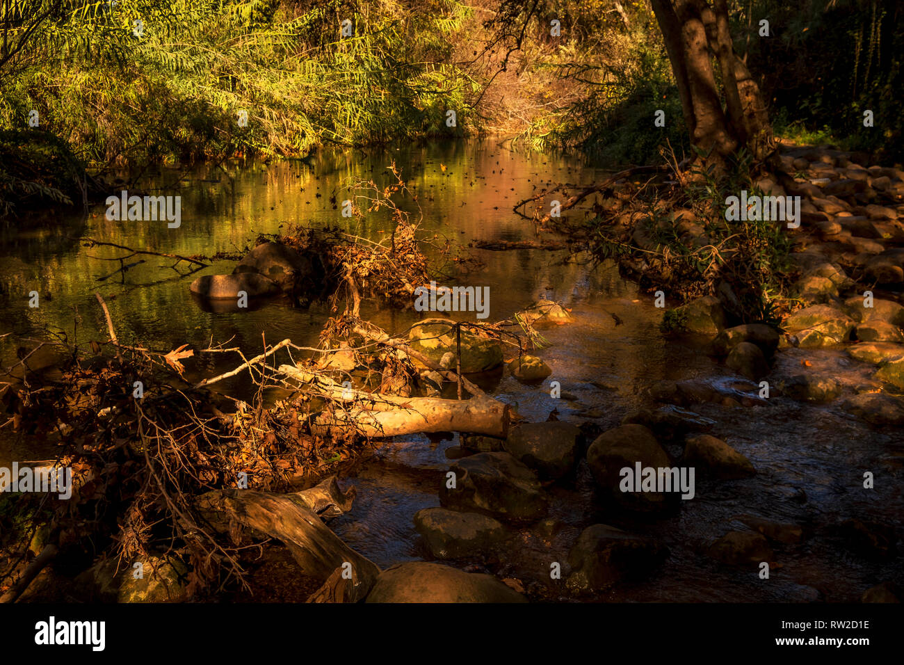 Snir river nature reserve, Israel Stock Photo - Alamy