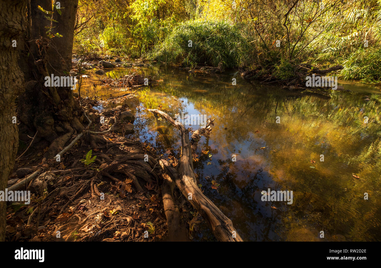 Snir river nature reserve, Israel Stock Photo - Alamy
