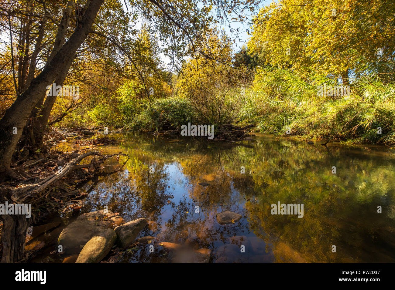 Snir river nature reserve, Israel Stock Photo - Alamy