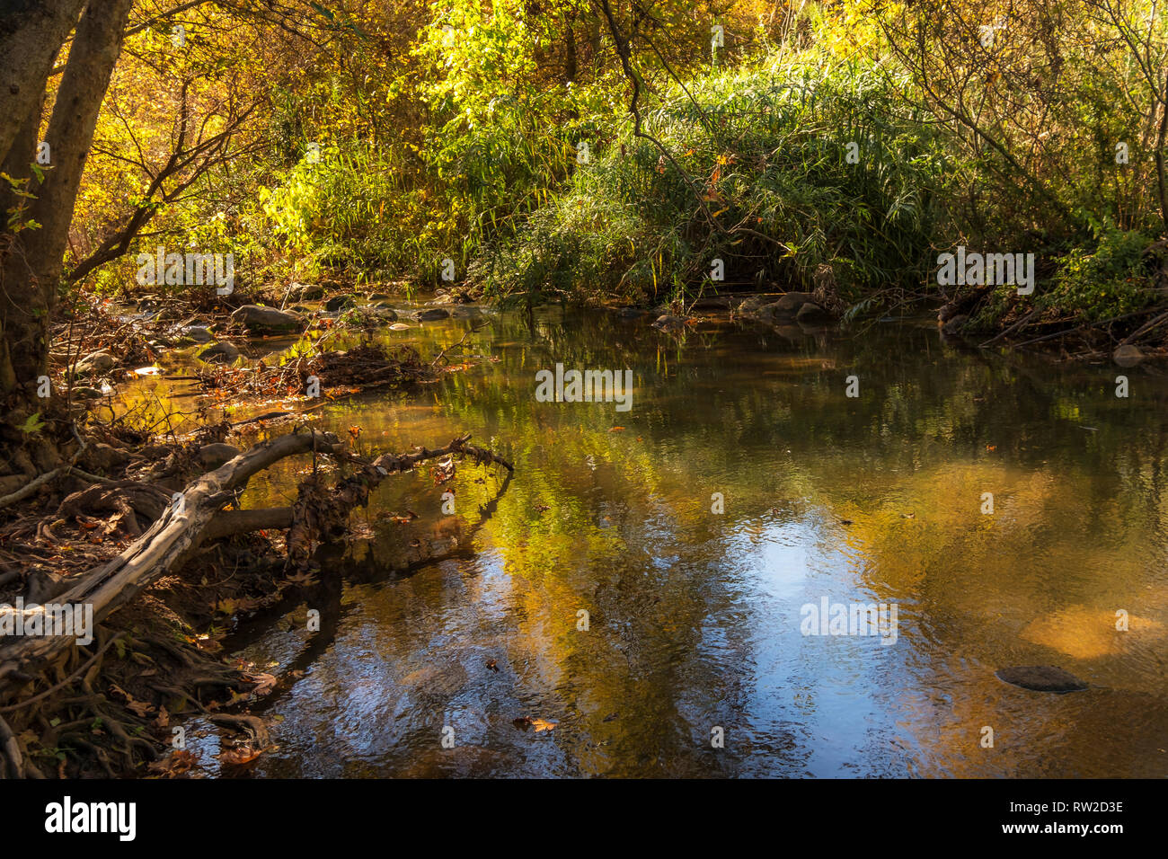 Snir river nature reserve, Israel Stock Photo - Alamy