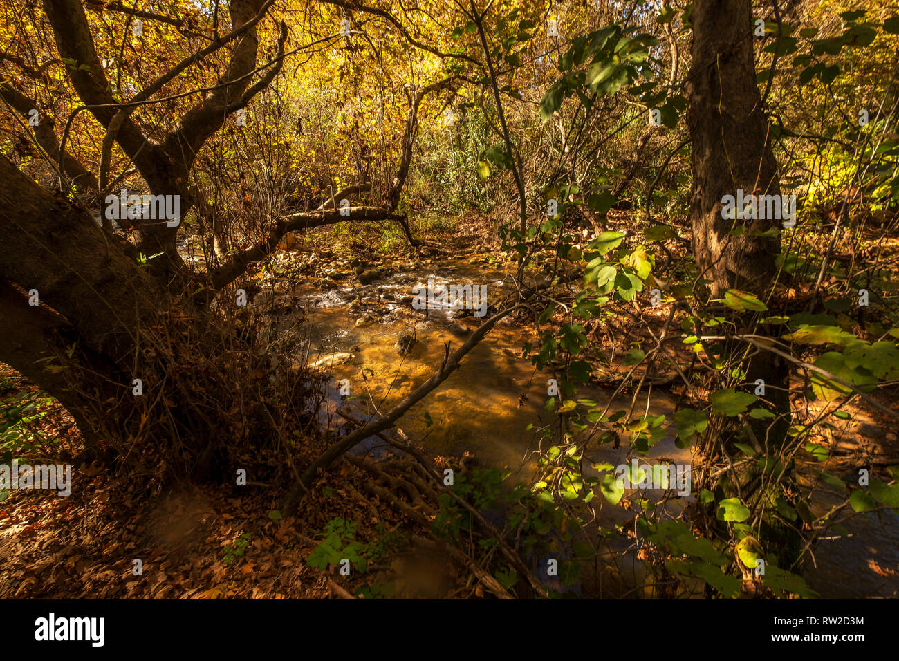 Snir river nature reserve, Israel Stock Photo - Alamy