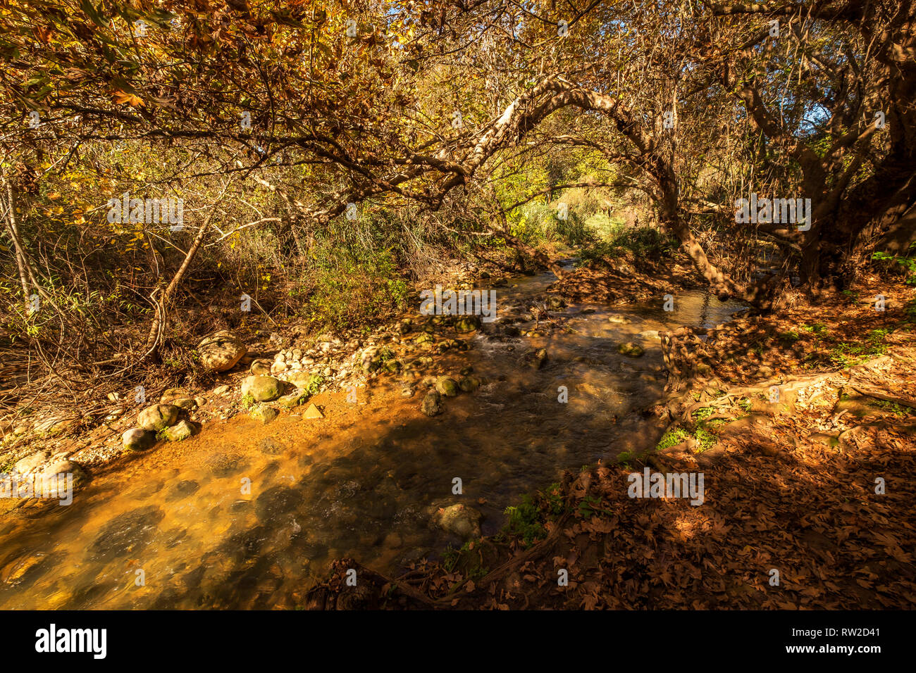 Snir river nature reserve, Israel Stock Photo - Alamy