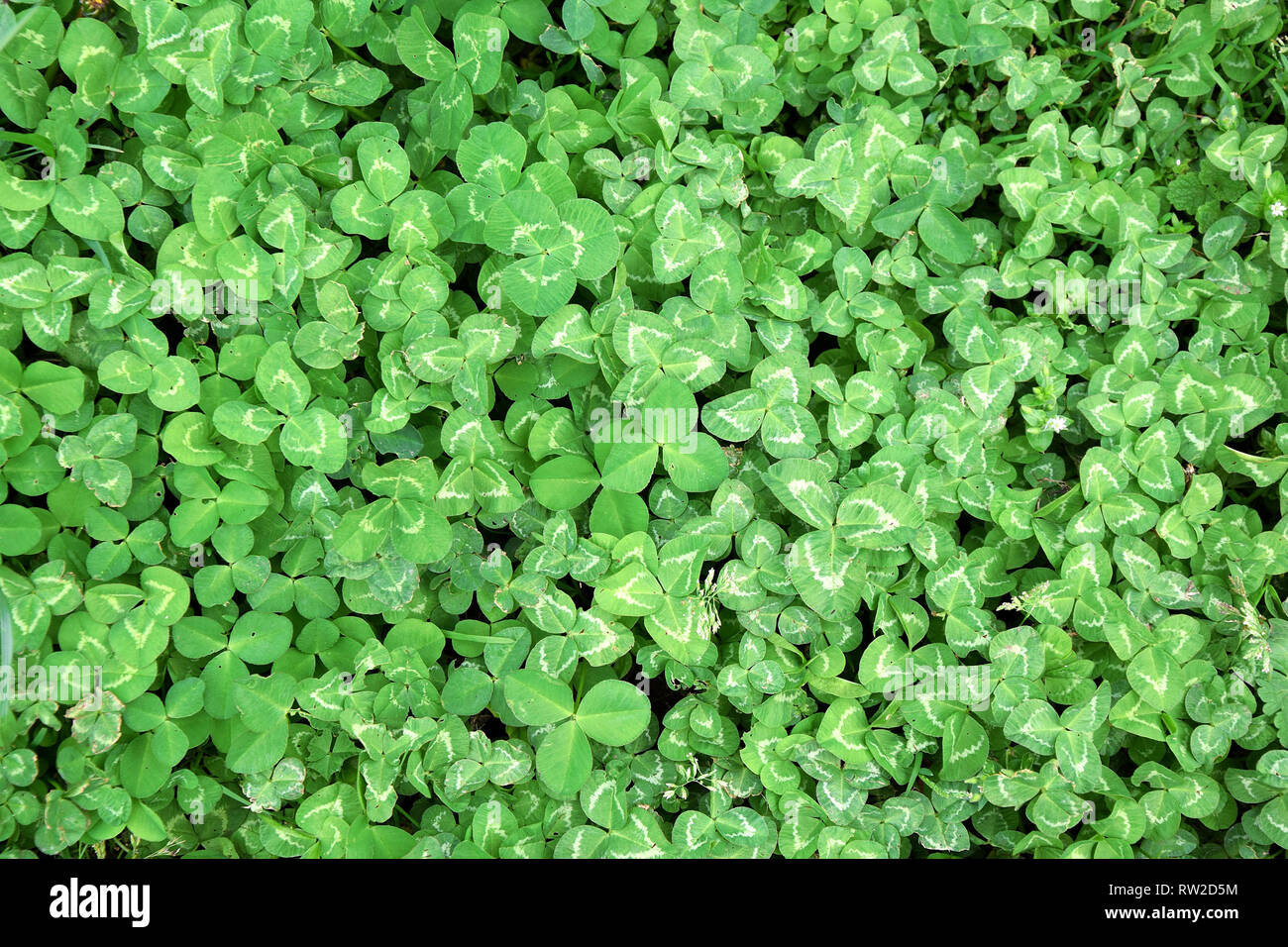 Clover Grass Stock Photo Stock Photo - Alamy