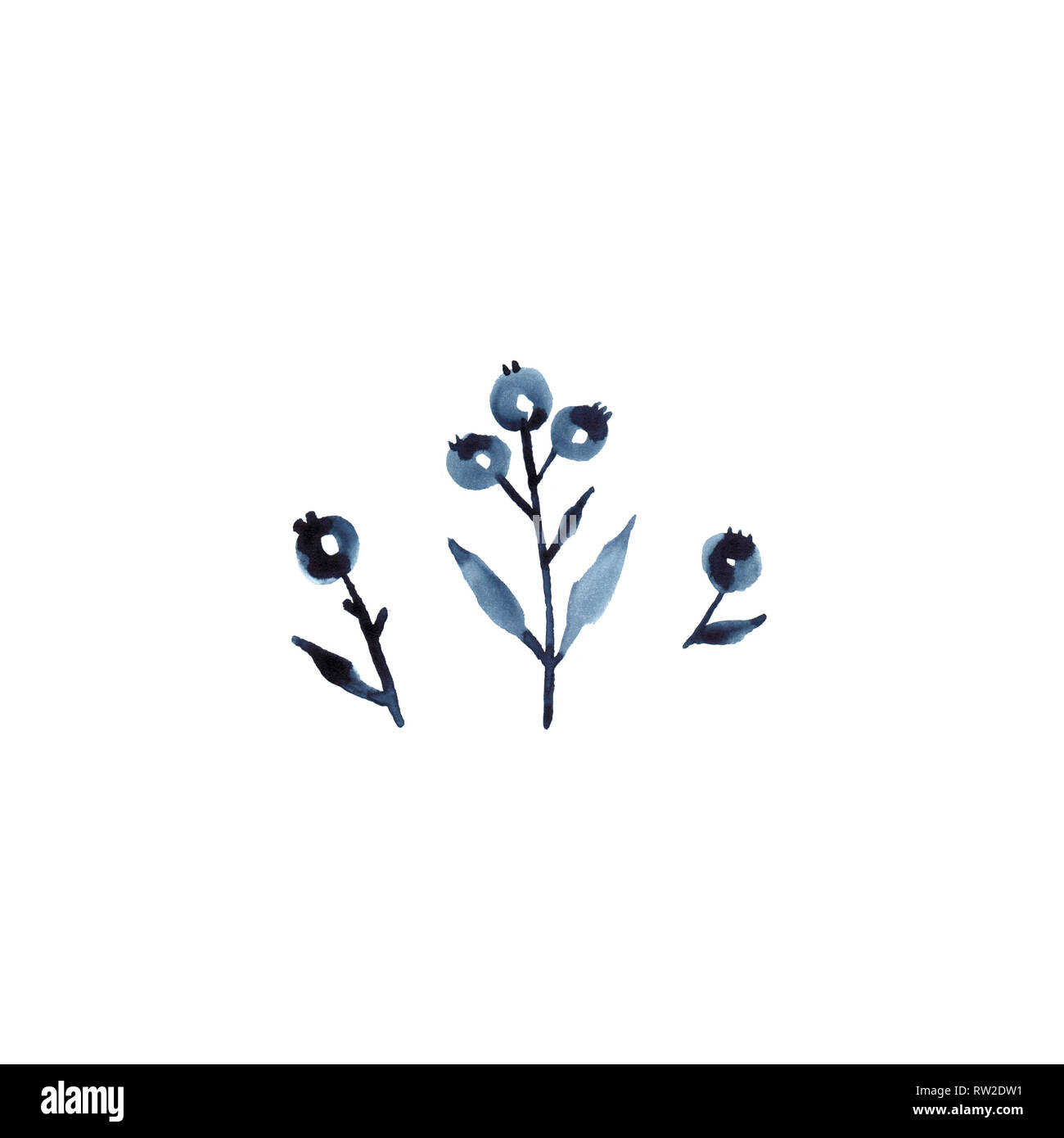 Indigo plant drawing hi-res stock photography and images - Alamy