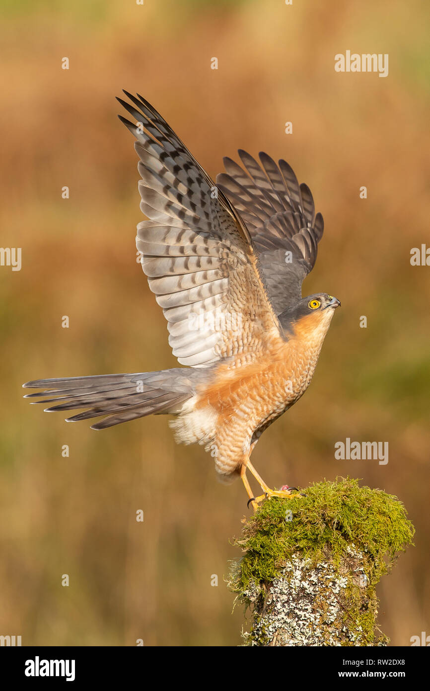 A male sparrowhawk (Accipiter nisus) perched on a tree stump spreads ...