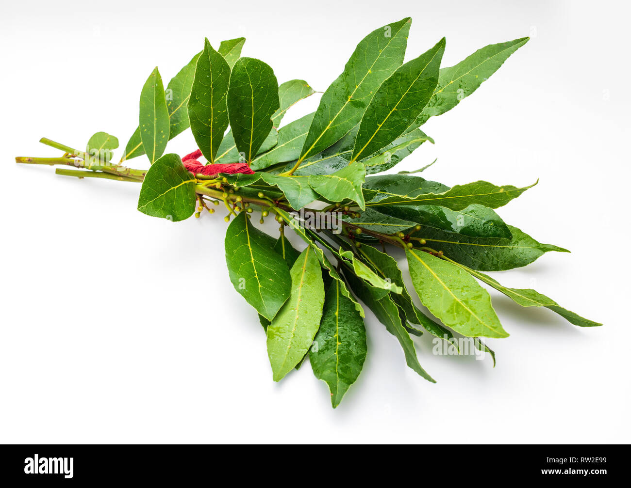 Bouquet of fresh bay leaves on white background Stock Photo - Alamy