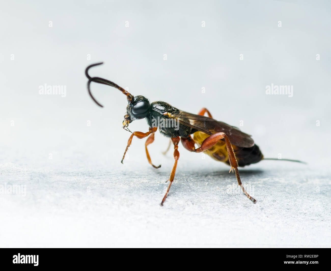 Exotic Drosophila Fly Diptera Insect Macro Stock Photo - Alamy
