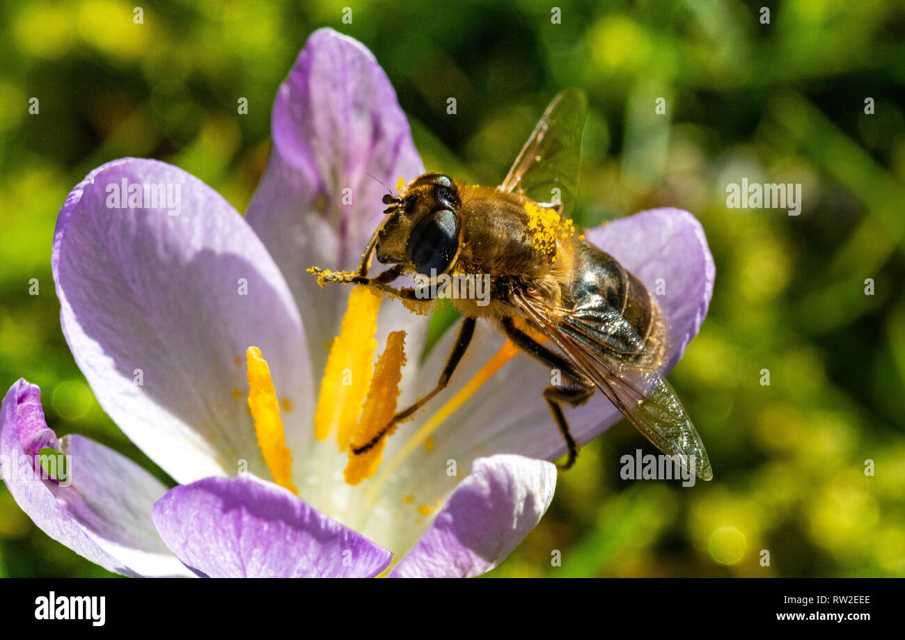 Pollination by drone hi-res stock photography and images - Alamy
