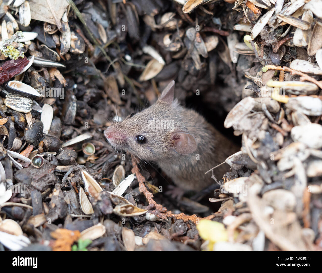 Mouse in mousehole Stock Photo - Alamy
