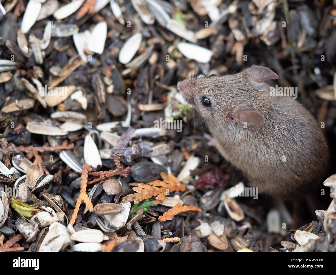 Mouse seed hi-res stock photography and images - Alamy