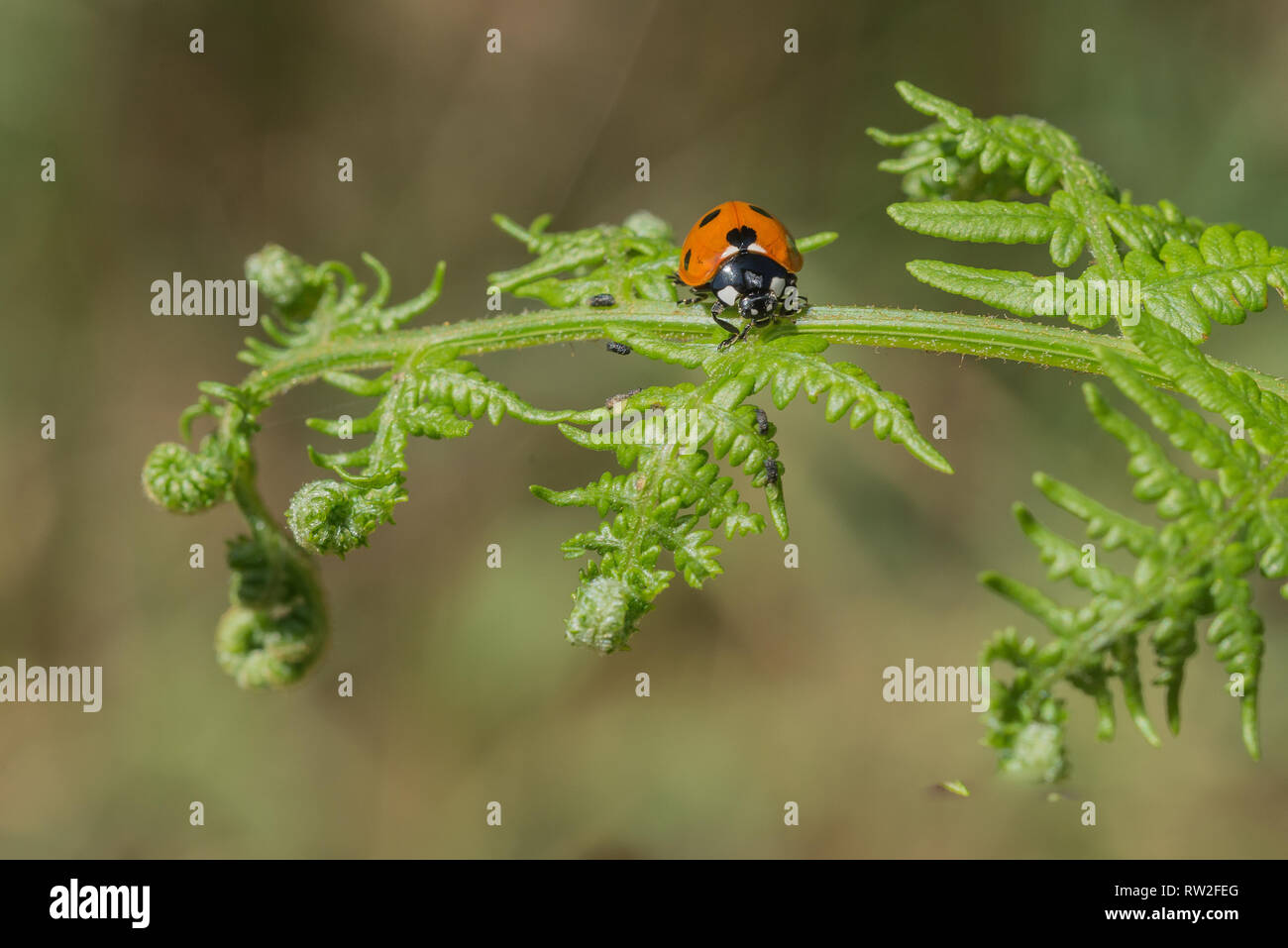 Seven Spot ladybird on a green fern. This is the most common of ...