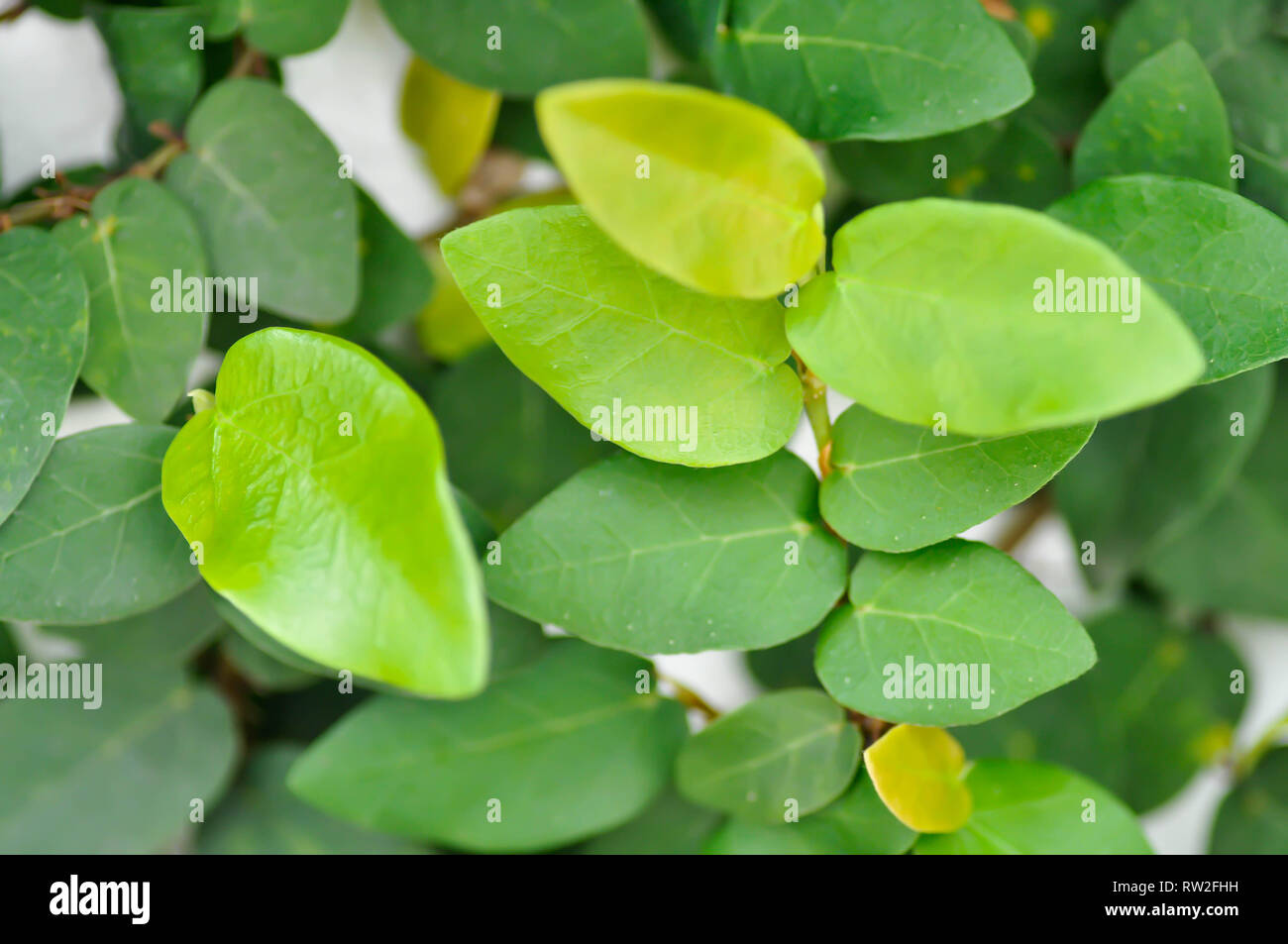 ficus pumila or climbing fig plant Stock Photo - Alamy