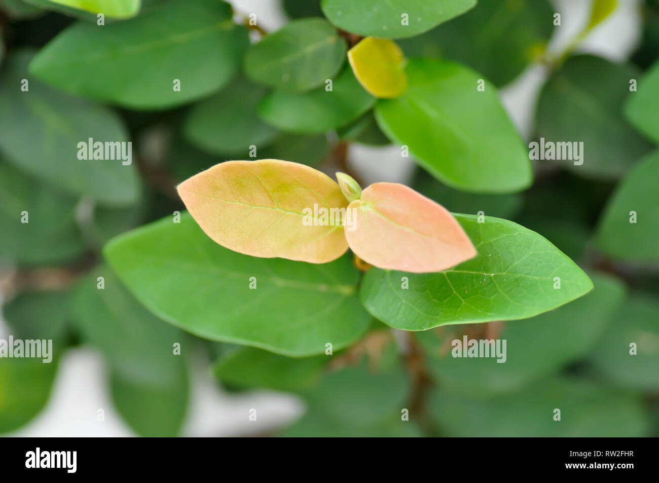 ficus pumila or climbing fig plant Stock Photo - Alamy