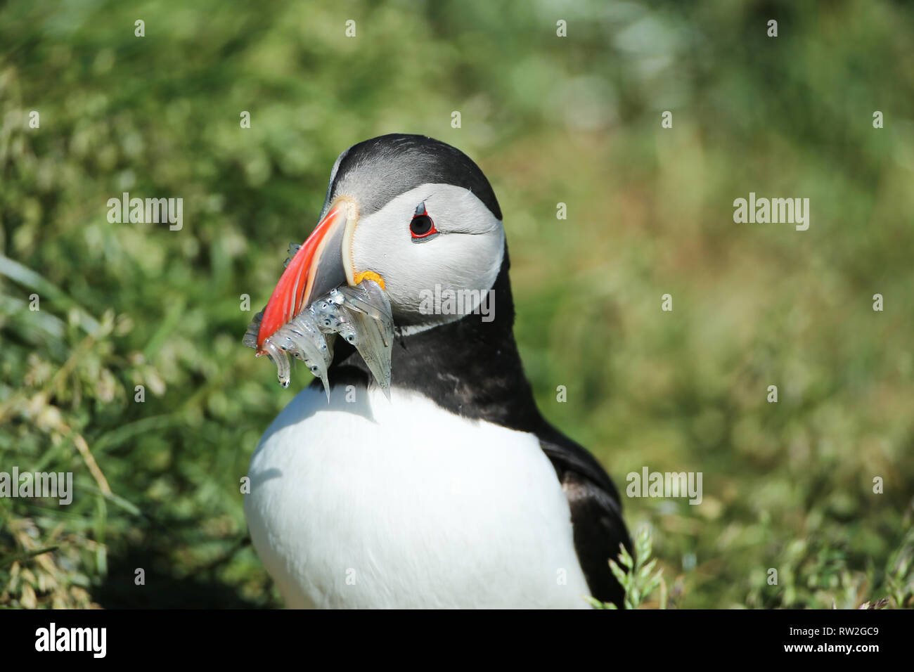 Atlantic puffin only native hi-res stock photography and images - Alamy