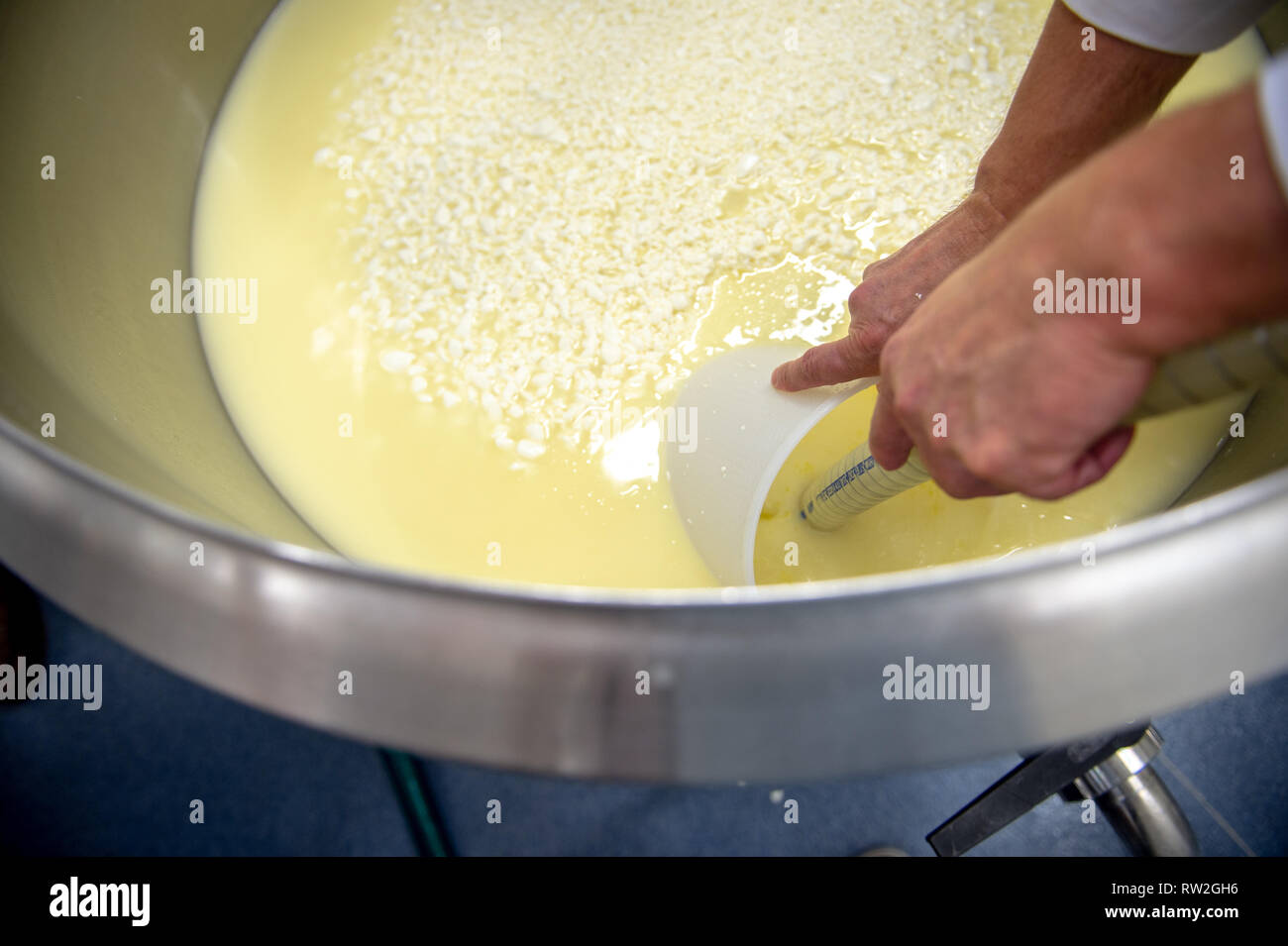 Man drains out excess liquid from cheese curd for soft cheese making ...