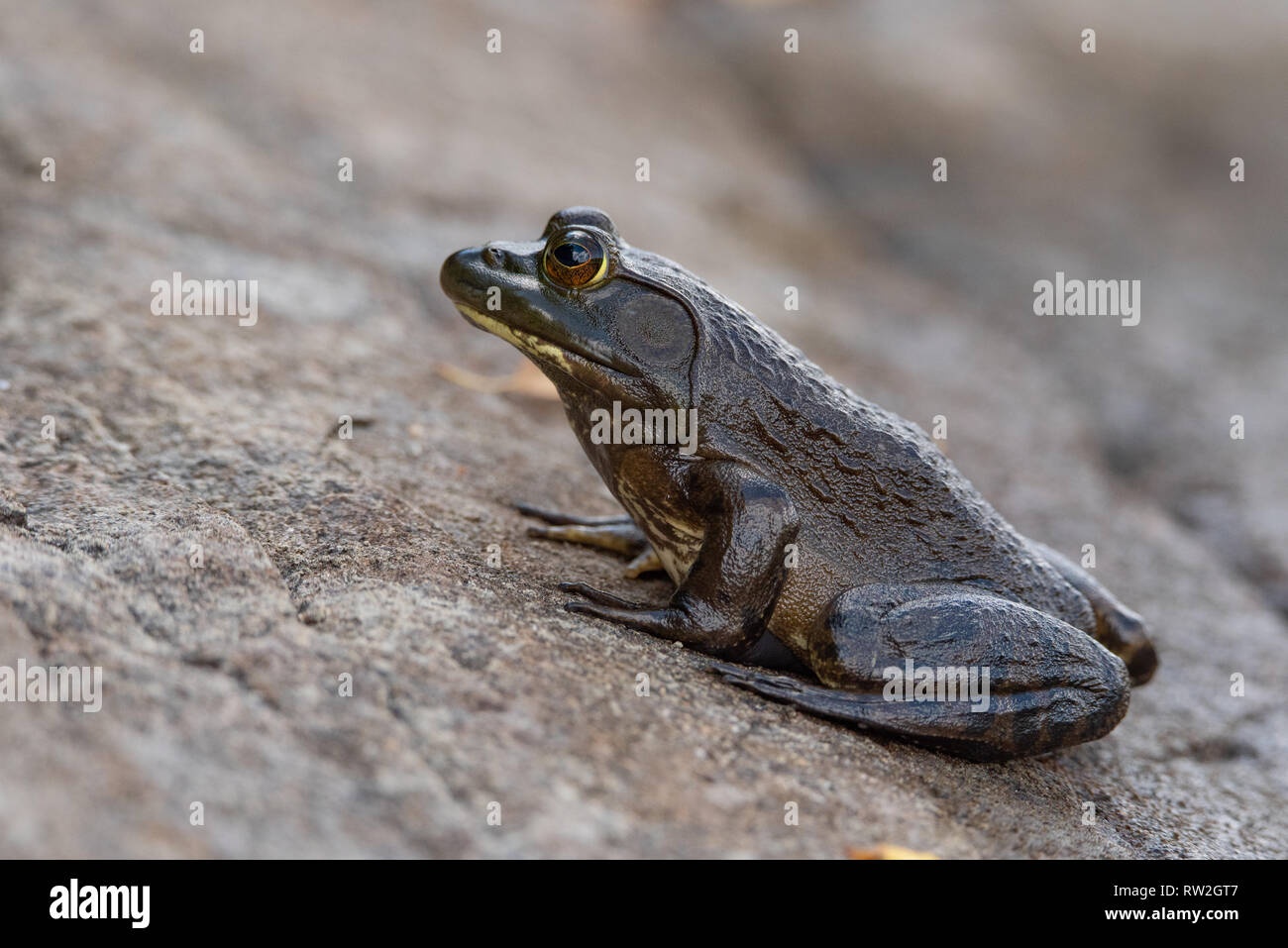 American frogs hi-res stock photography and images - Alamy