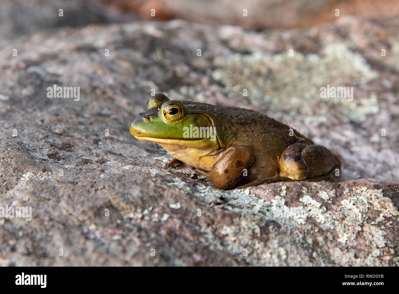 Happy cute frogs hi-res stock photography and images - Alamy