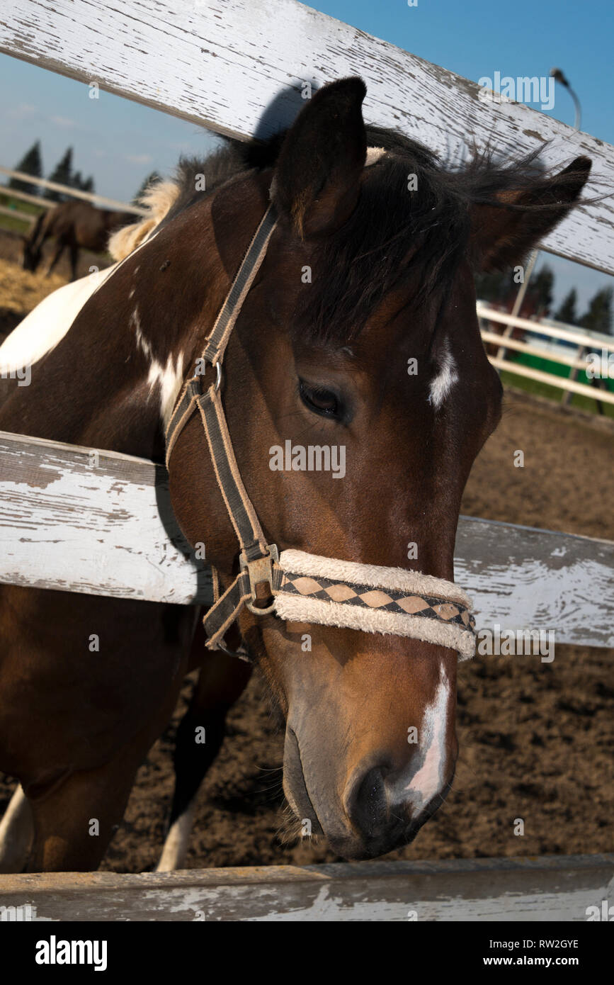 Horse (Equus ferus caballus) Portrait Stock Photo - Alamy
