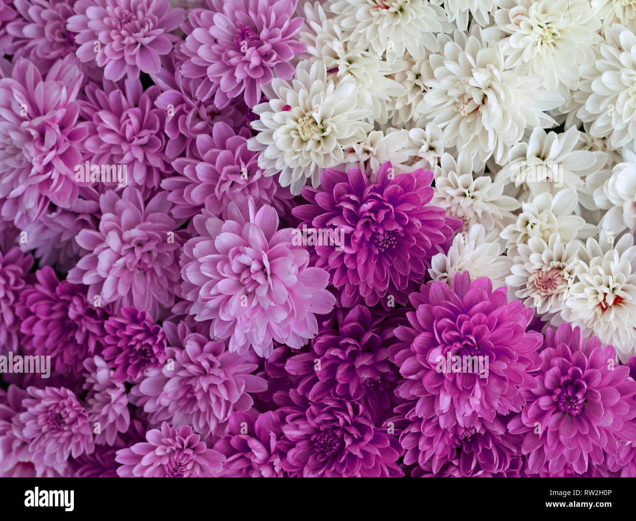 Motley hi-res stock photography and images - Alamy