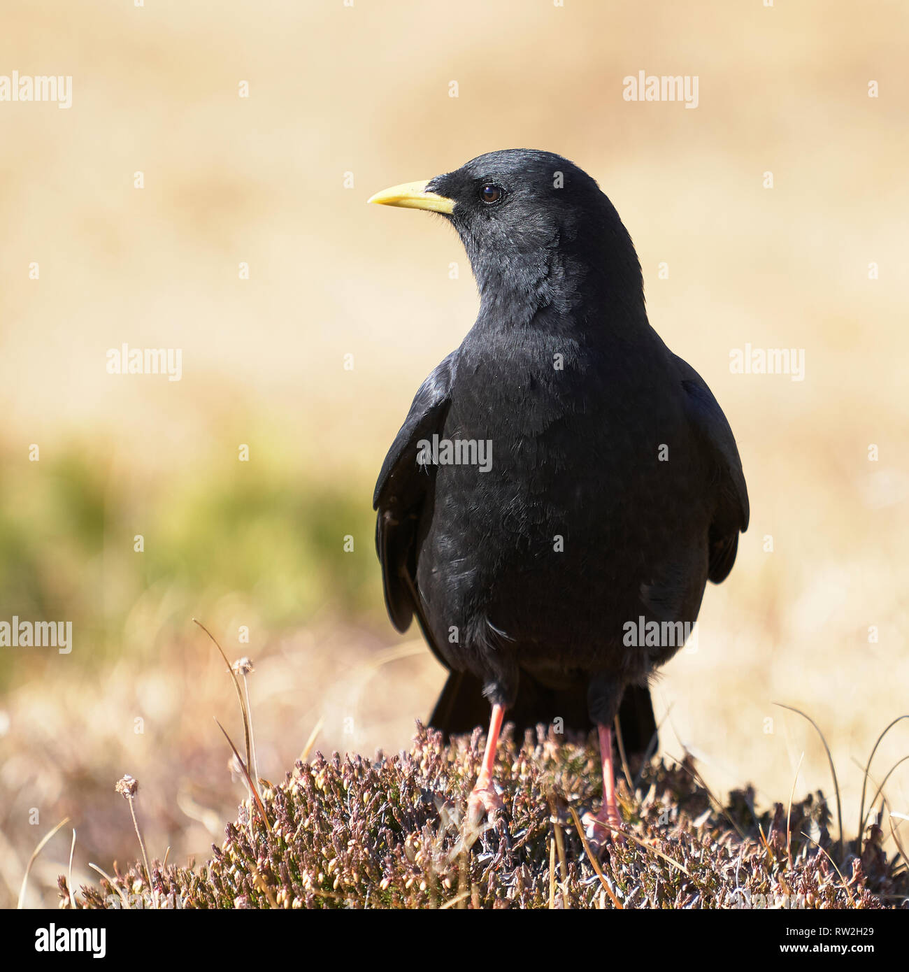 Chough bird hi-res stock photography and images - Alamy
