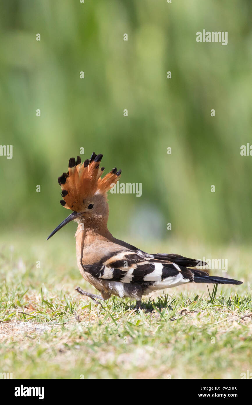 African Hoopoe (Upupa africana) on grass, Western Cape, South Africa in ...