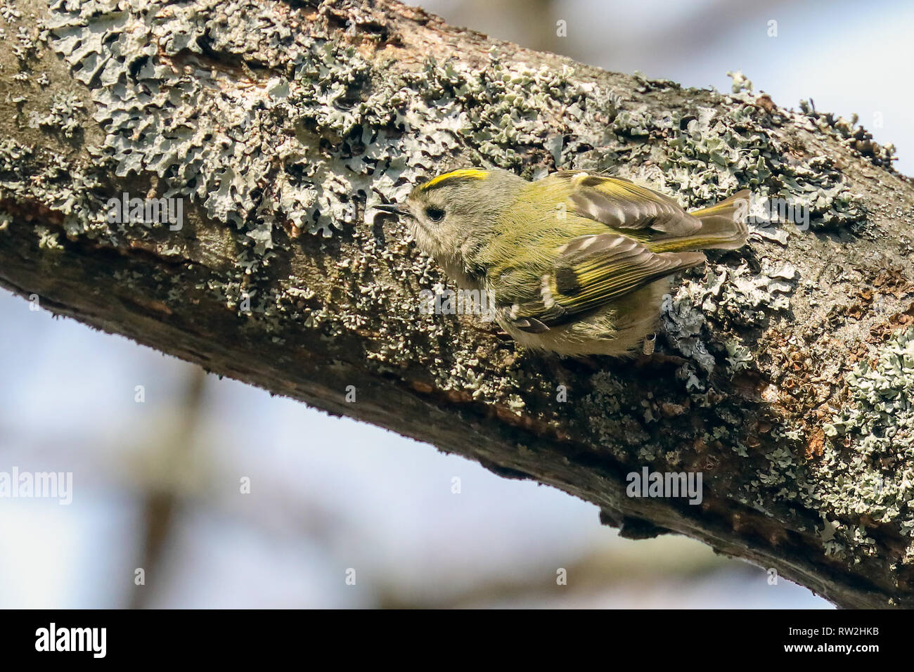 Goldcrest tree hi-res stock photography and images - Alamy
