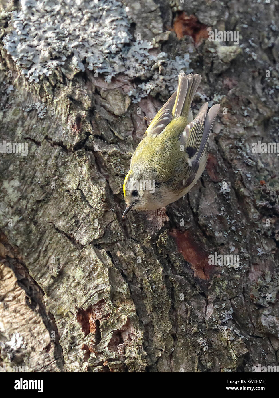 goldcrest in the tree Stock Photo - Alamy