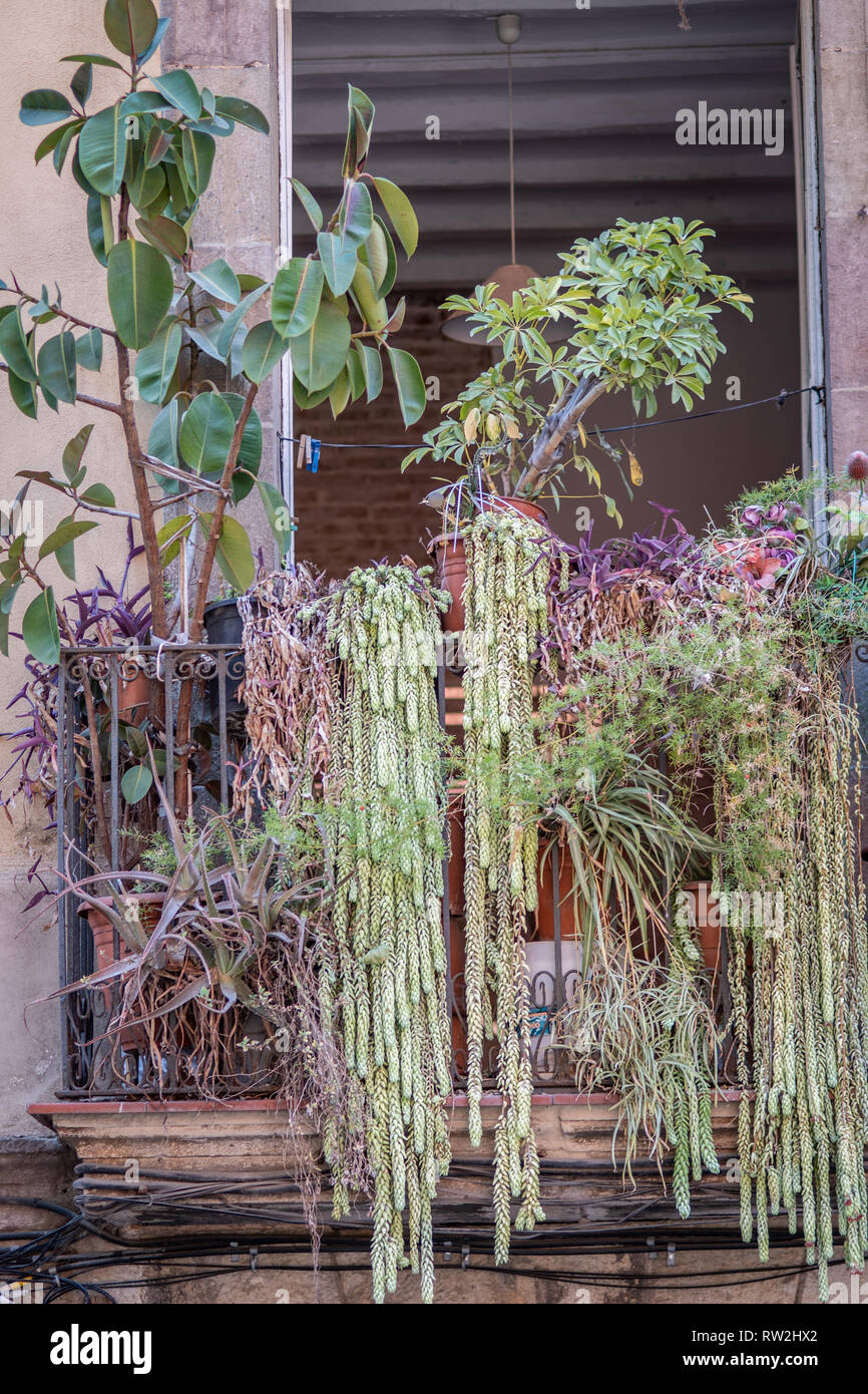 Overflowing plants hi-res stock photography and images - Alamy